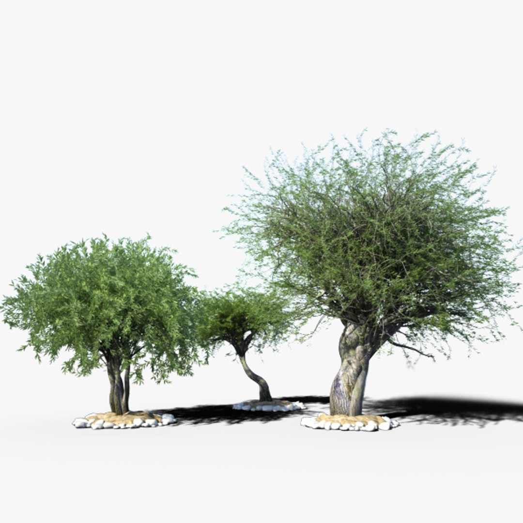 Max Olea Tree Realistic