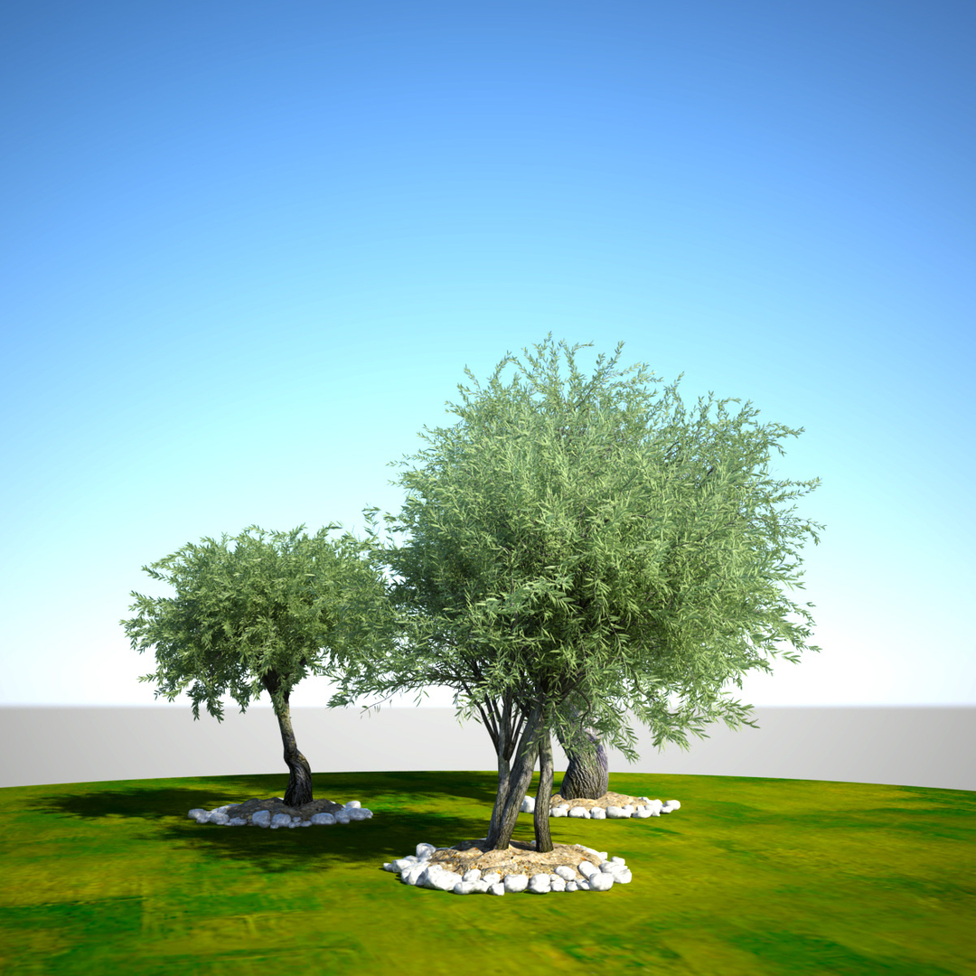 Max Olea Tree Realistic