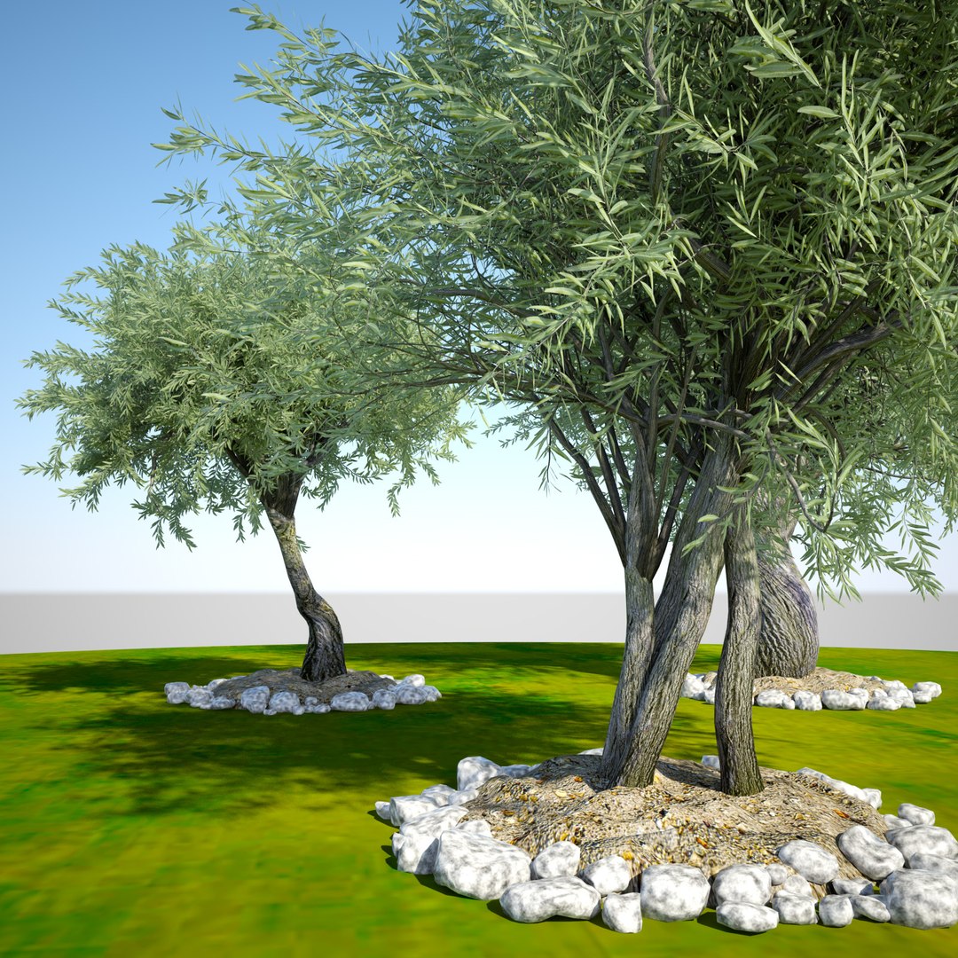 Max Olea Tree Realistic