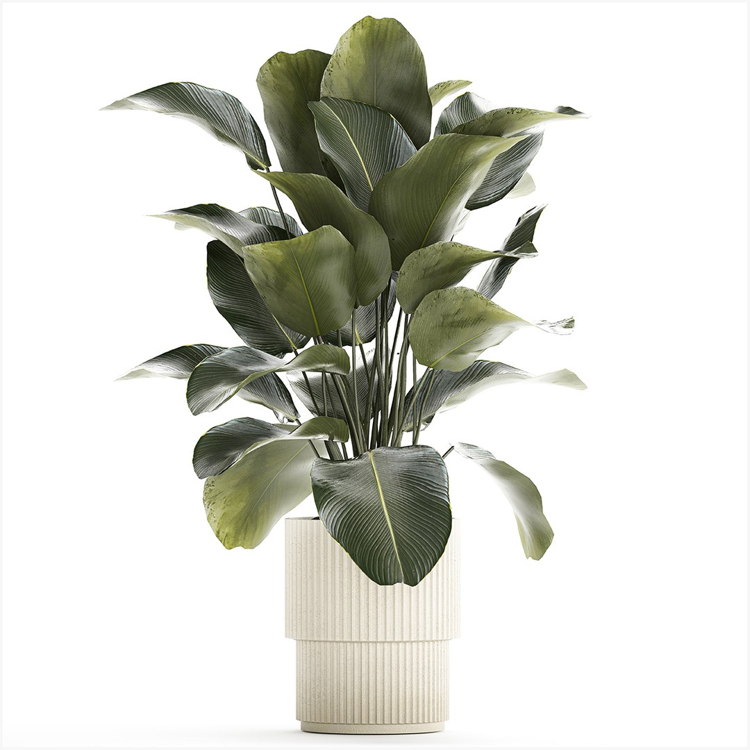 3D Beautiful Exotic Plant Calathea Lutea In A Pot 1263 - TurboSquid 2054319