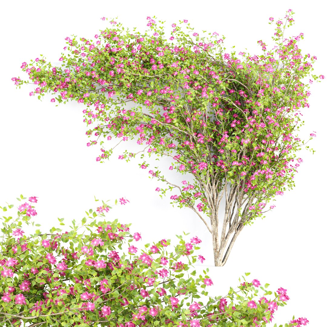 Climbing Wall Flowers Collection Vol 281-3Dmodels 3D Model - TurboSquid ...