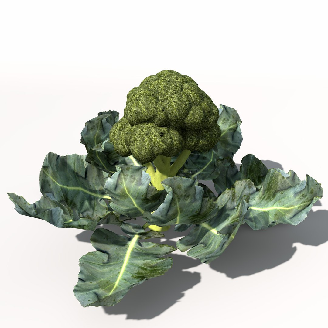 Broccoli Plant 3d Model
