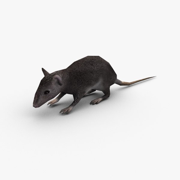 modelo 3d Rata - TurboSquid 651944