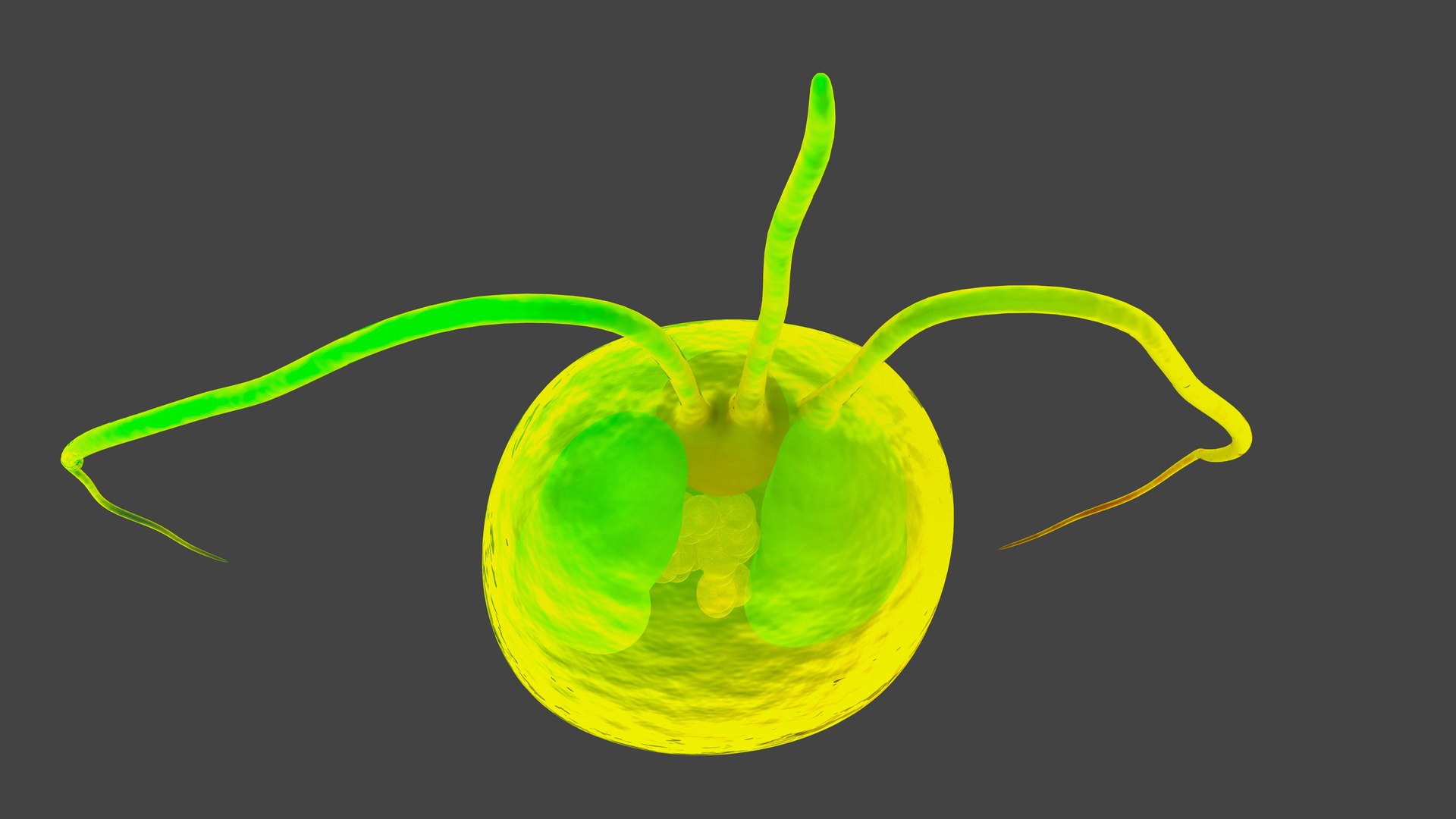 Chrysophyta Model - TurboSquid 1793906