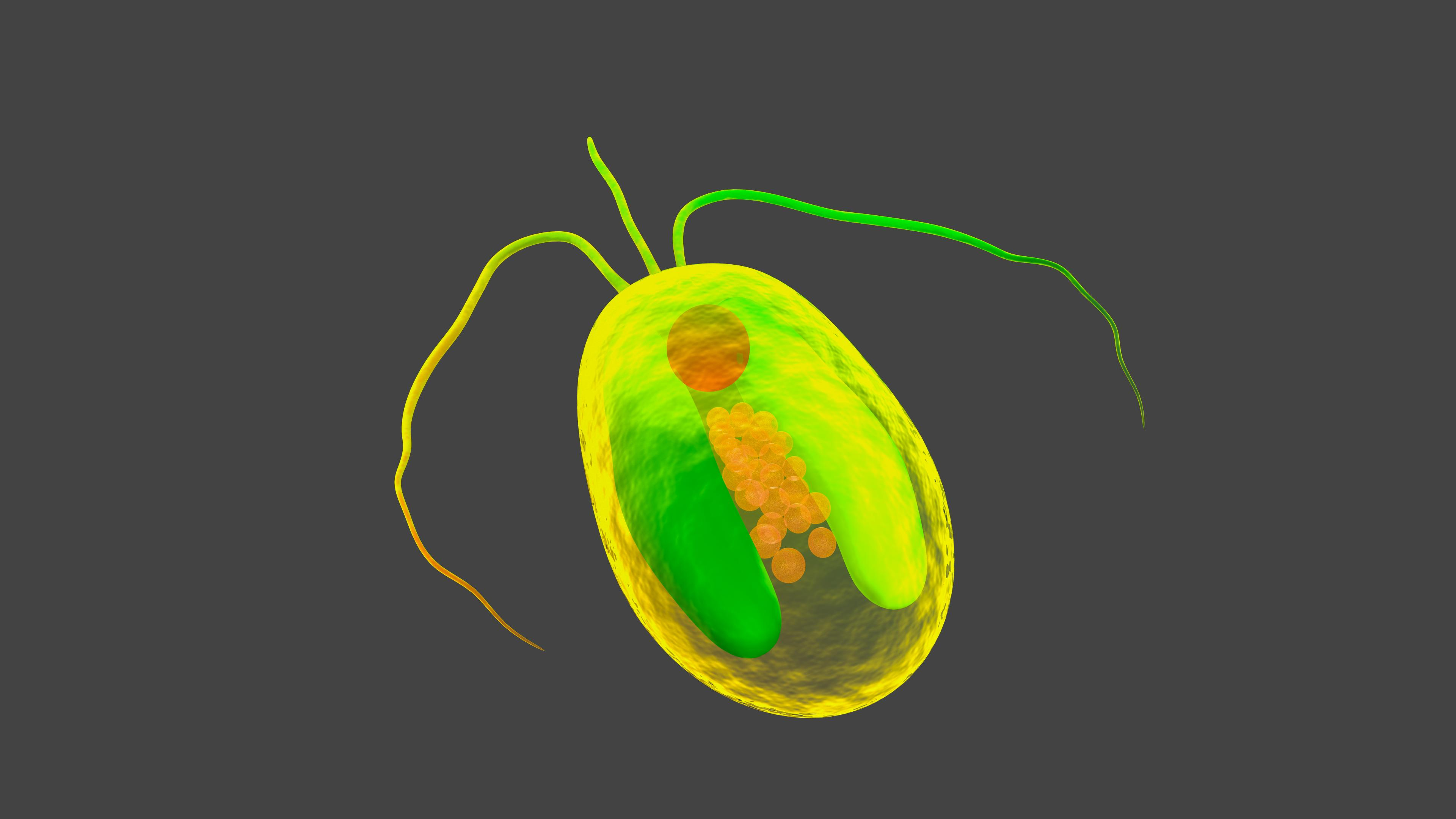 Chrysophyta model - TurboSquid 1793906