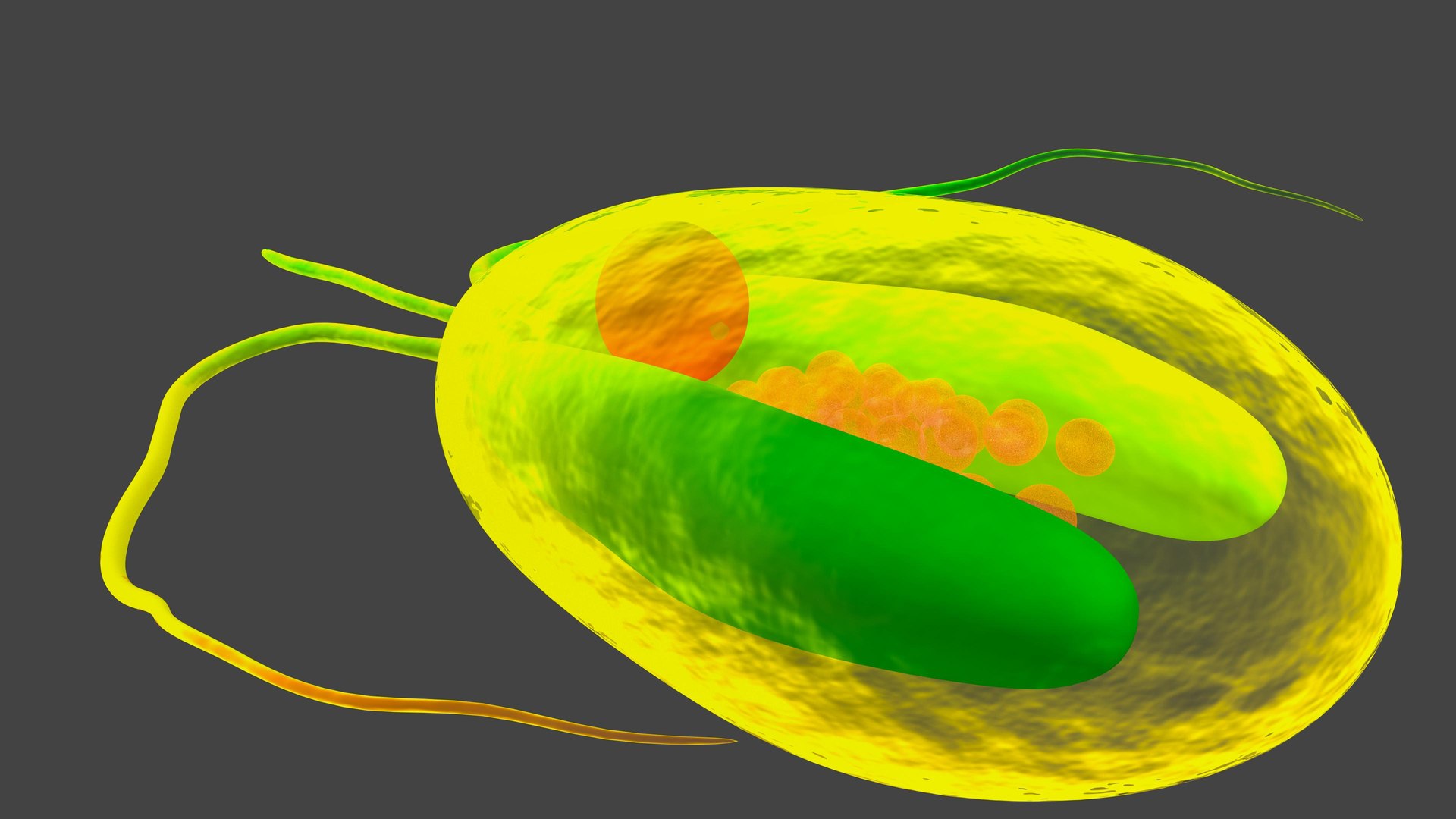 Diagram Of Chrysophyta