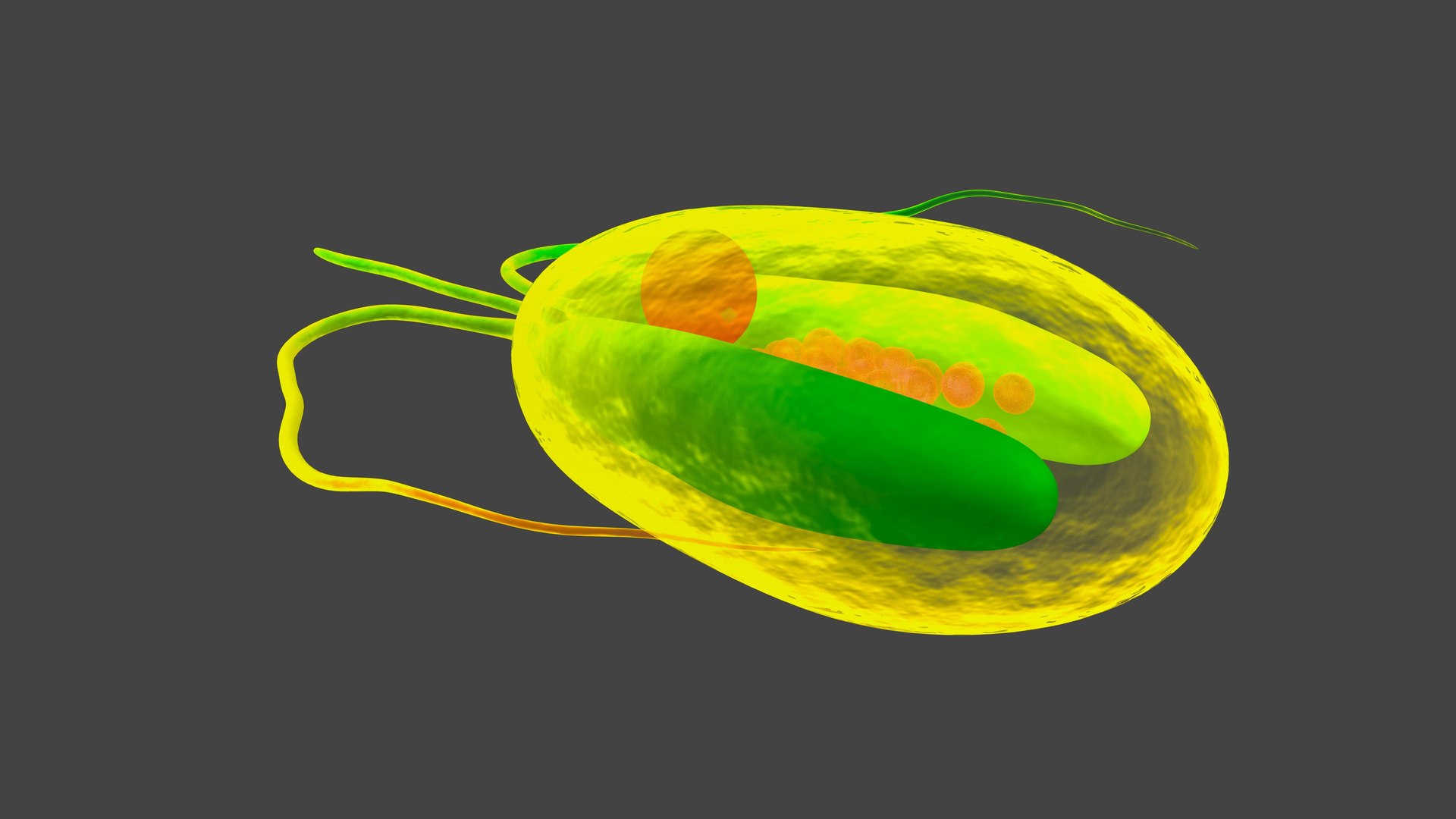 Chrysophyta Model - TurboSquid 1793906