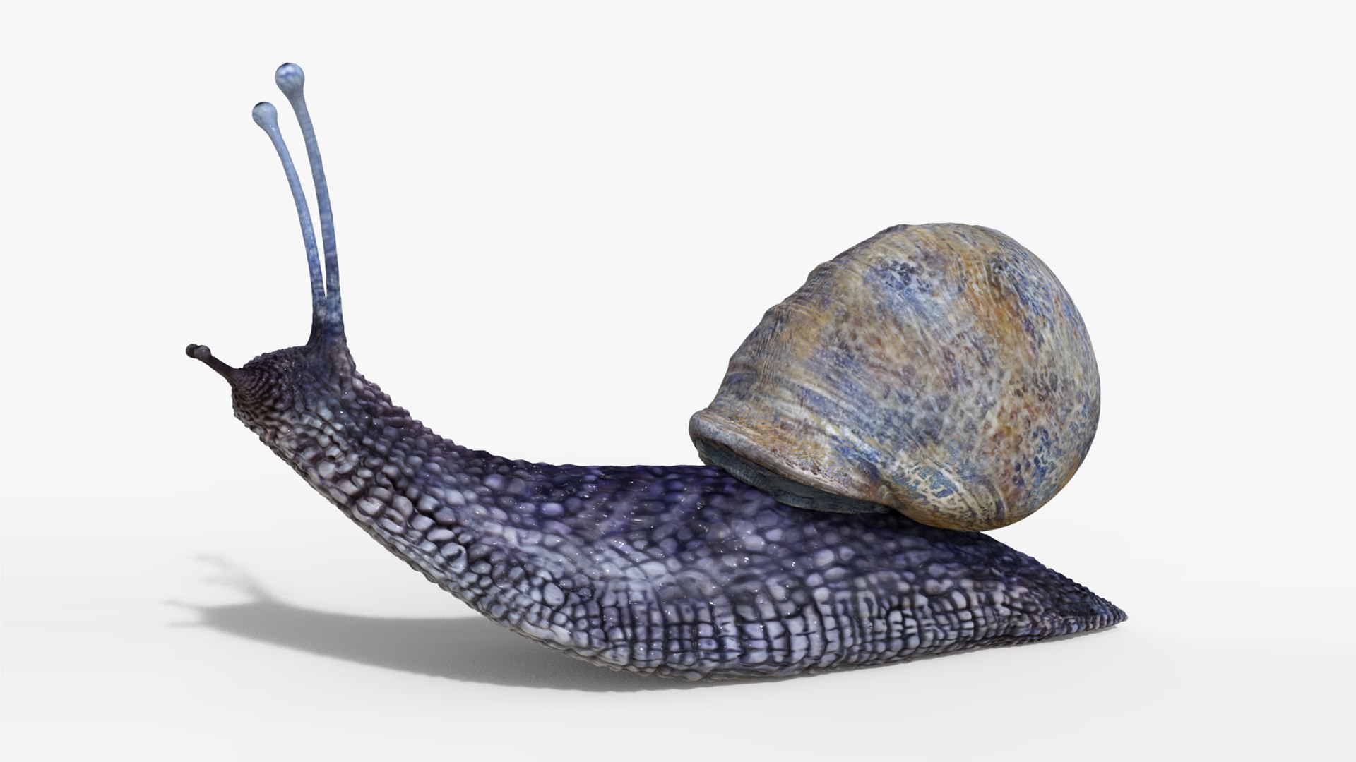 3D Model Snail - TurboSquid 1845593
