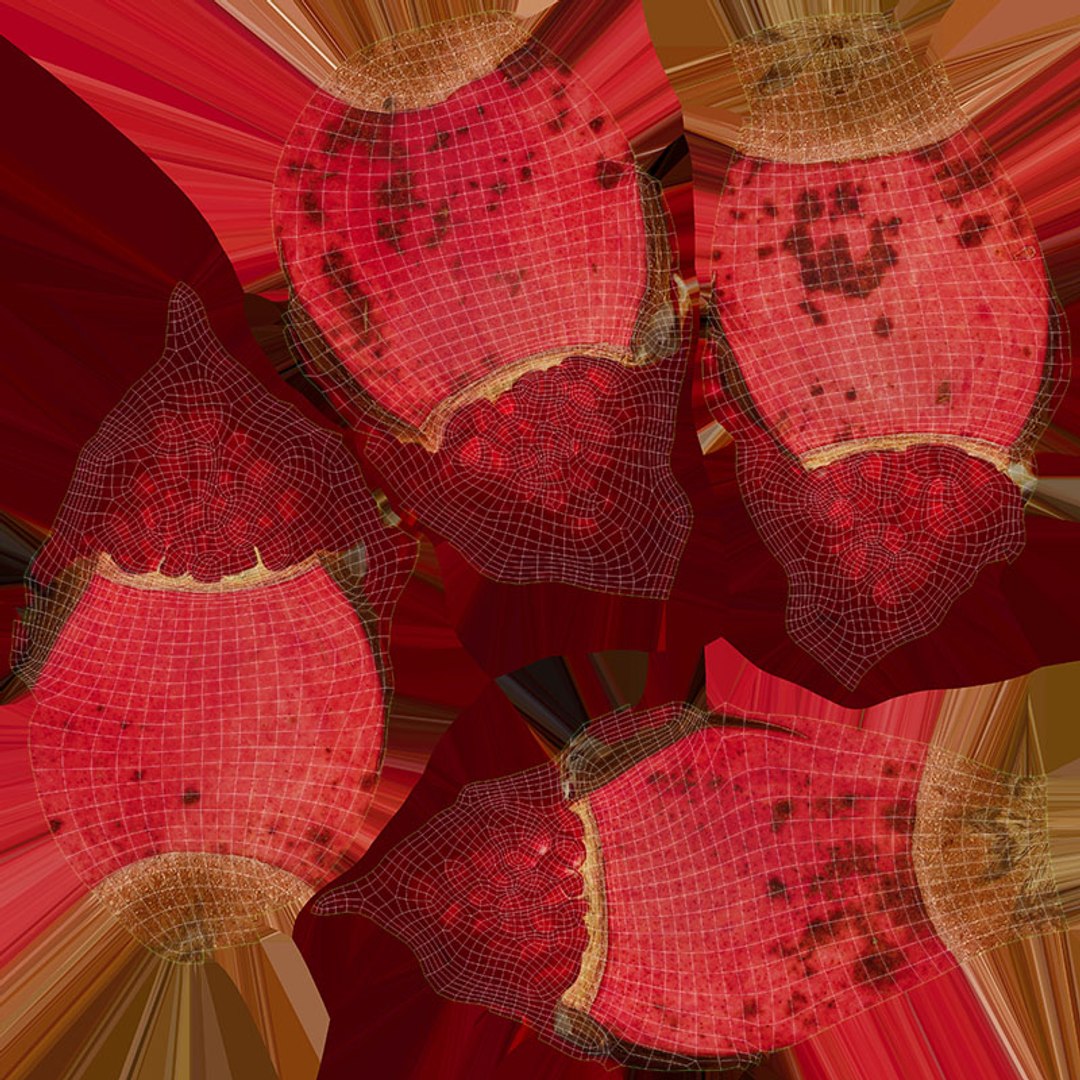 Split Open Pomegranate Fruit 3D - TurboSquid 1969865