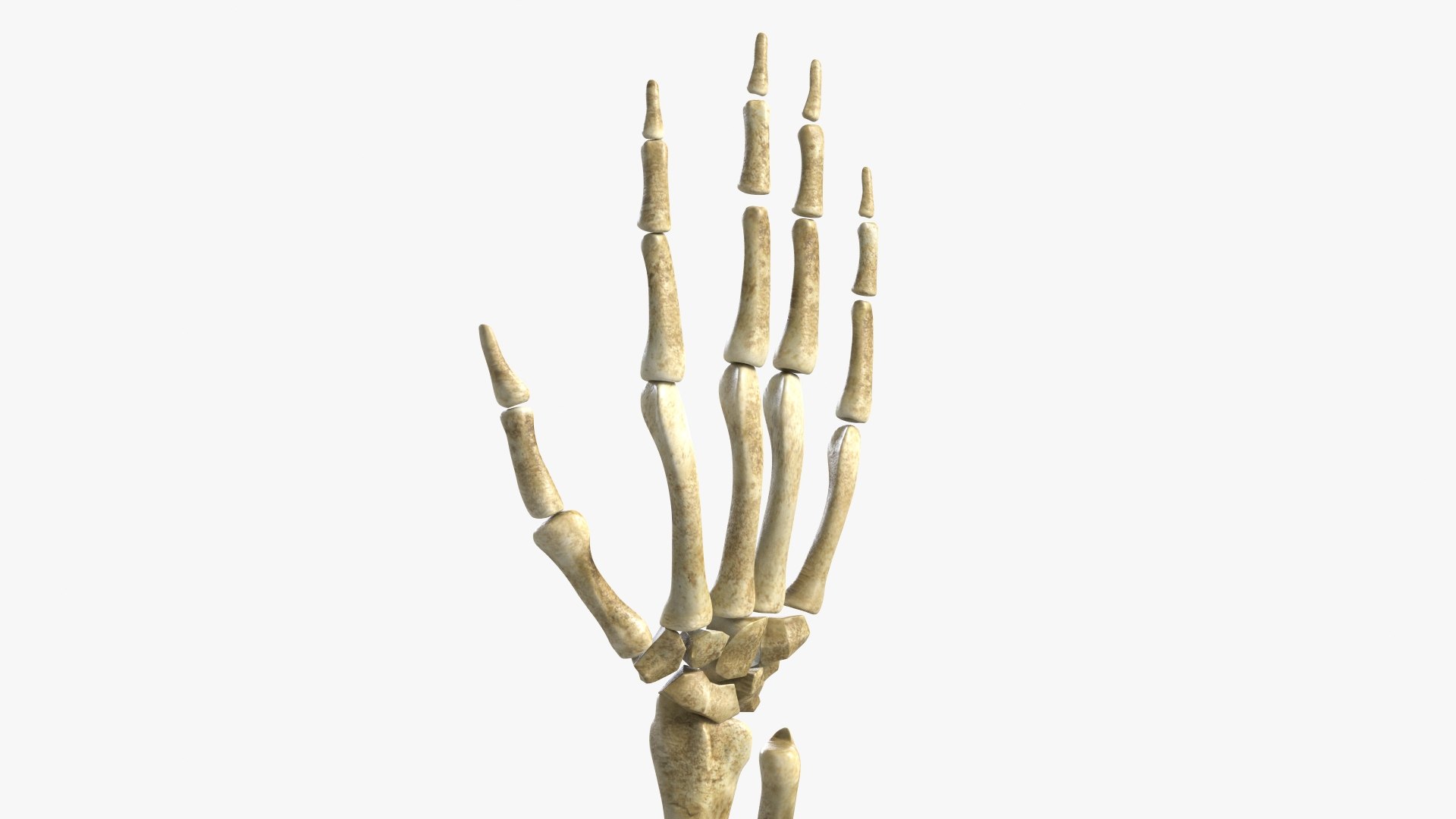 Arm Skeleton 3d 3ds