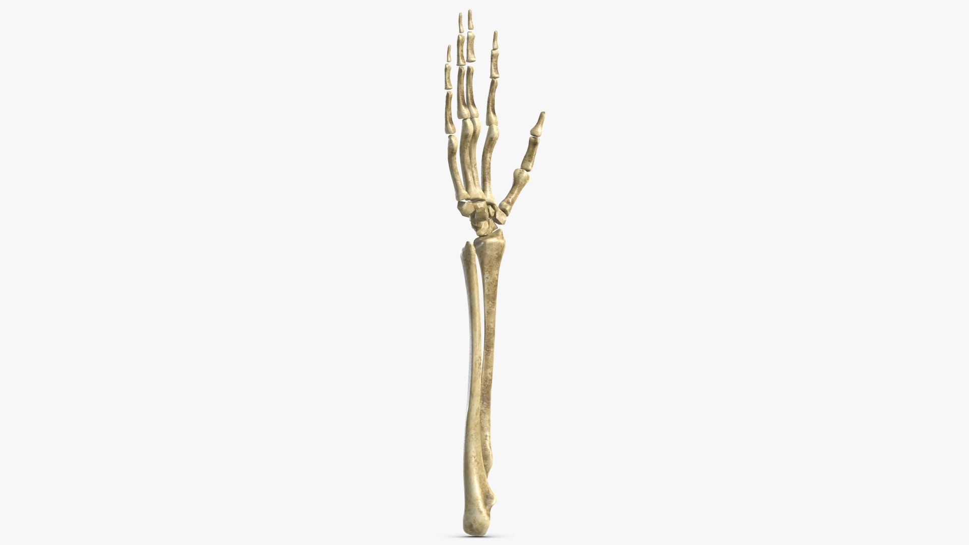Arm Skeleton 3d 3ds