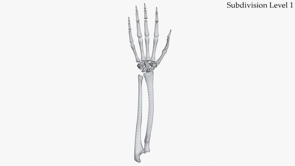 arm skeleton 3d 3ds