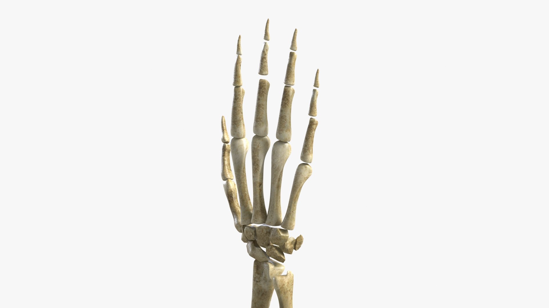 Arm Skeleton 3d 3ds