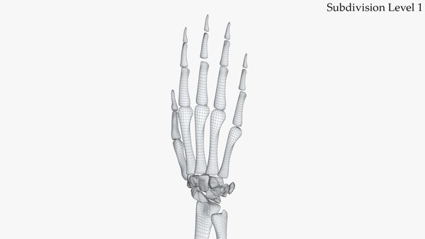 arm skeleton 3d 3ds
