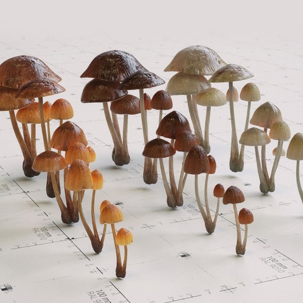 Free 3D Mushroom Models | TurboSquid