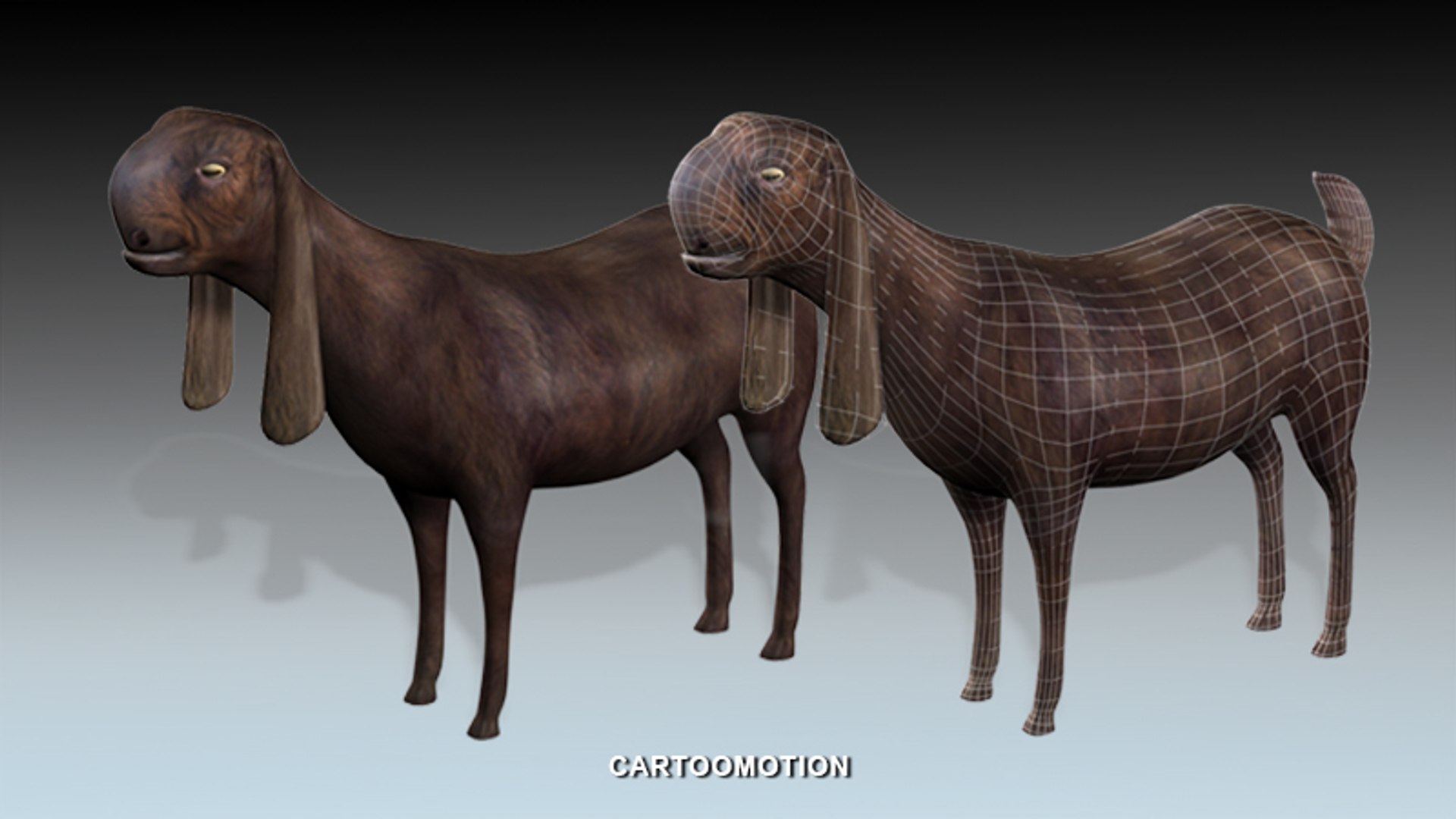 Syrian Goat 3d Model