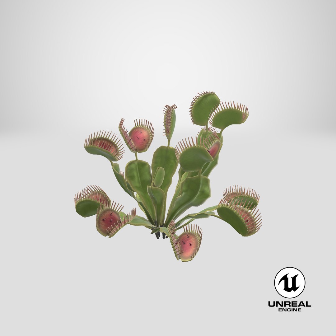 3D venus flytrap dionaea muscipula model - TurboSquid 1603274