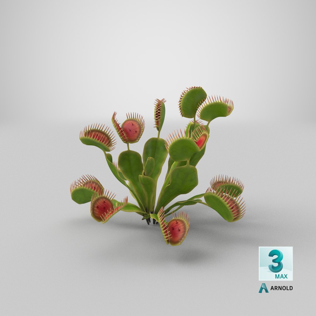 3D venus flytrap dionaea muscipula model - TurboSquid 1603274