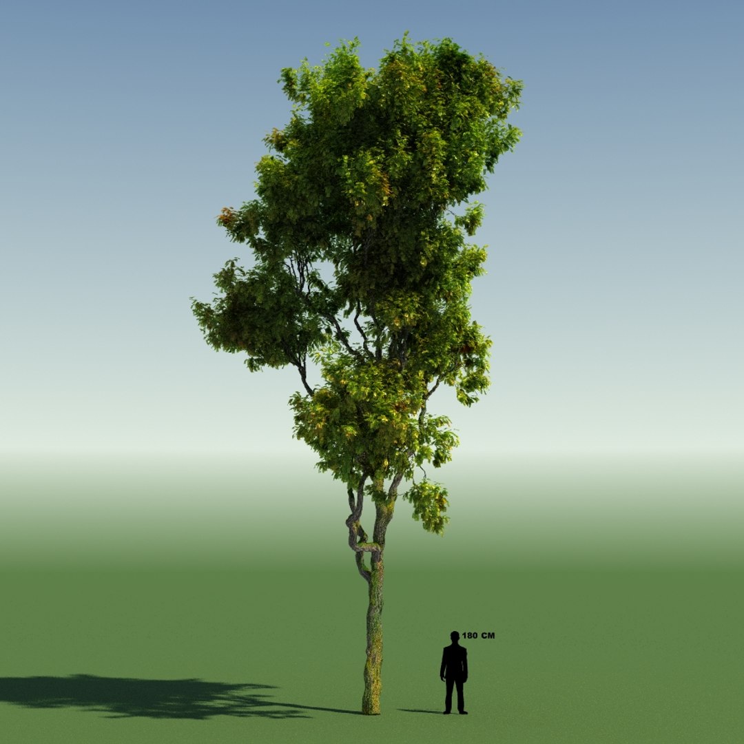 3d tree forest rainforest model