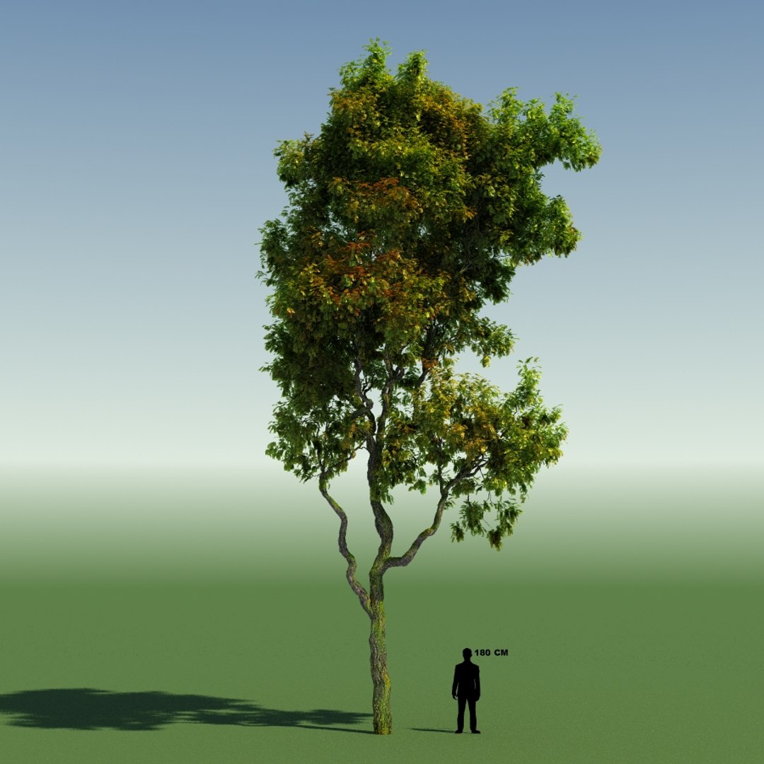 3d Tree Forest Rainforest Model