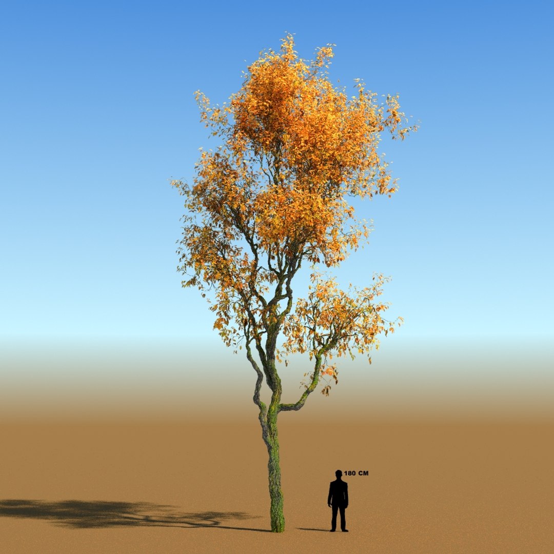 3d Tree Forest Rainforest Model