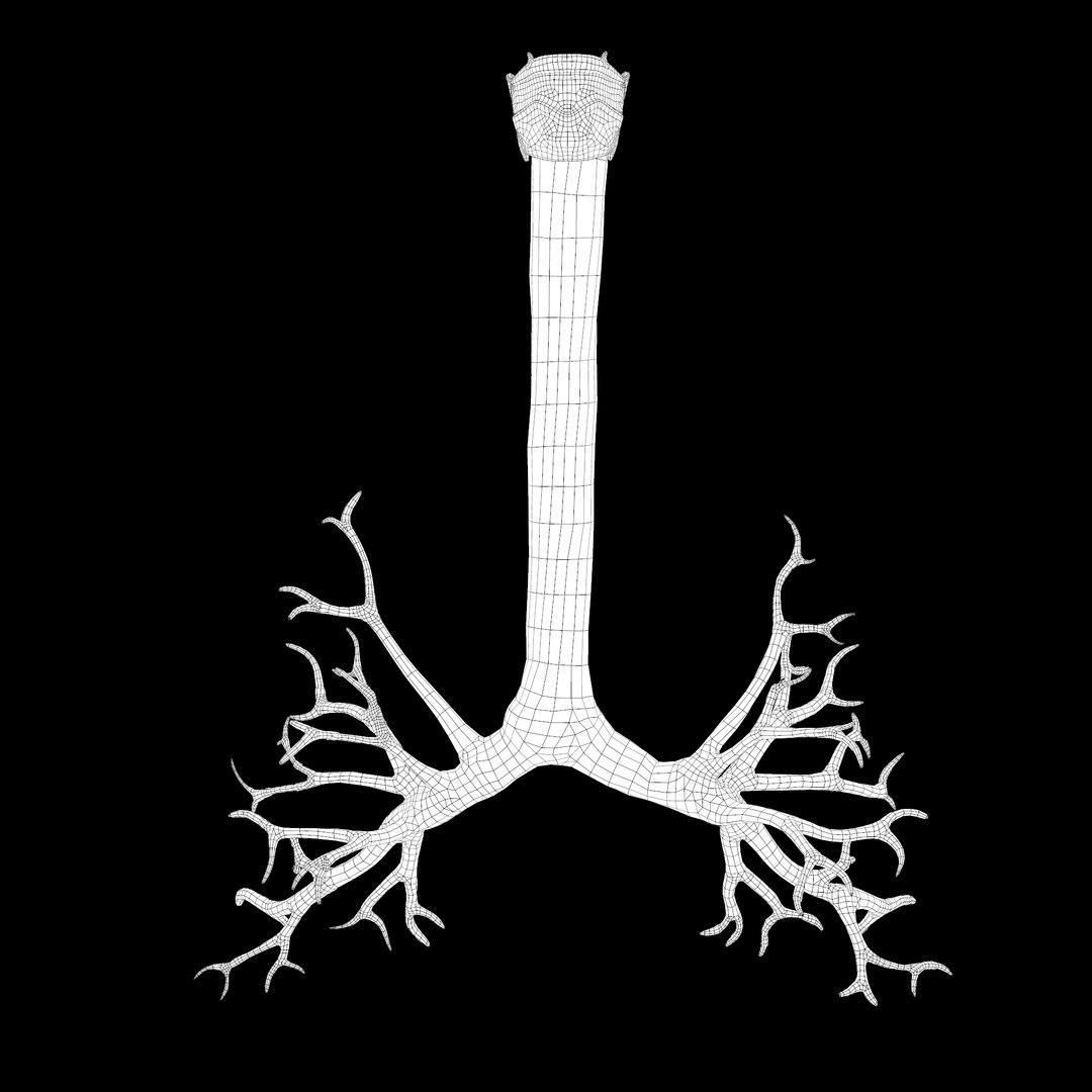 Human Respiratory 3D Model - TurboSquid 1650913