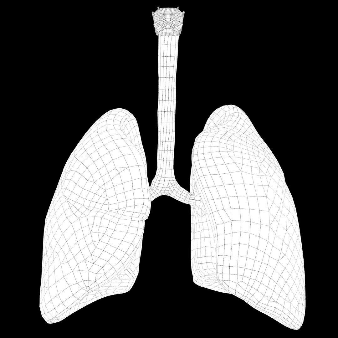 Human Respiratory 3D Model - TurboSquid 1650913