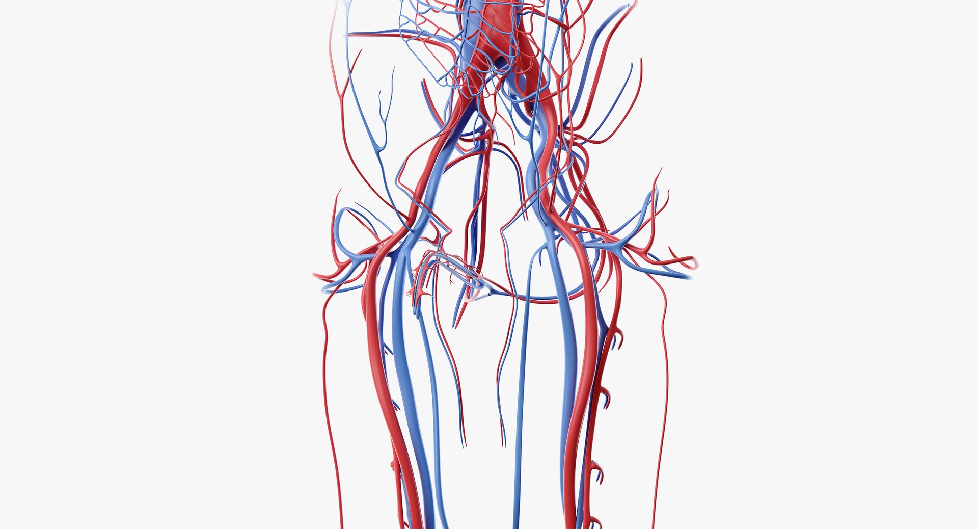 3D male skin skeleton vascular - TurboSquid 1374702