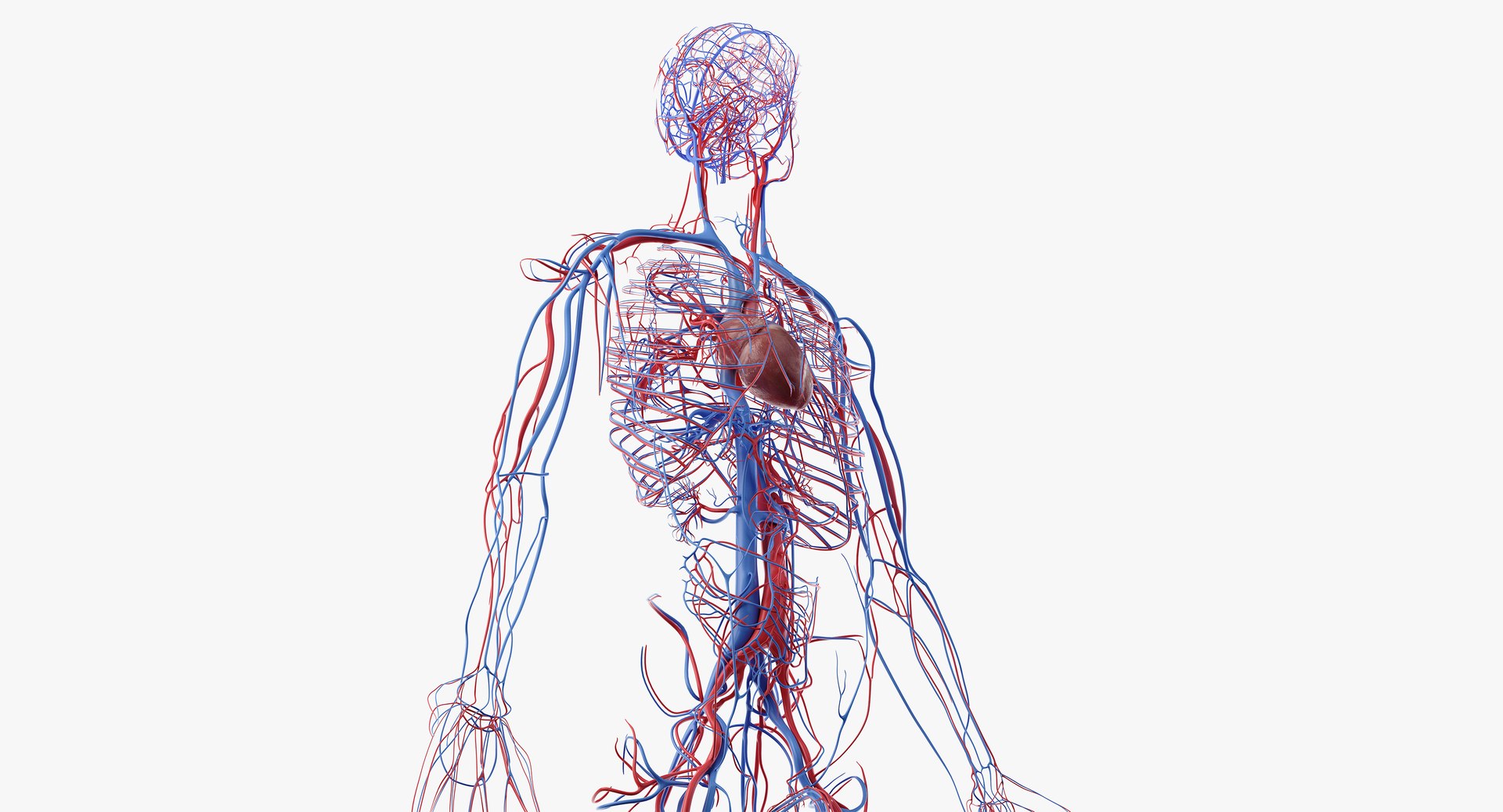 3D male skin skeleton vascular - TurboSquid 1374702