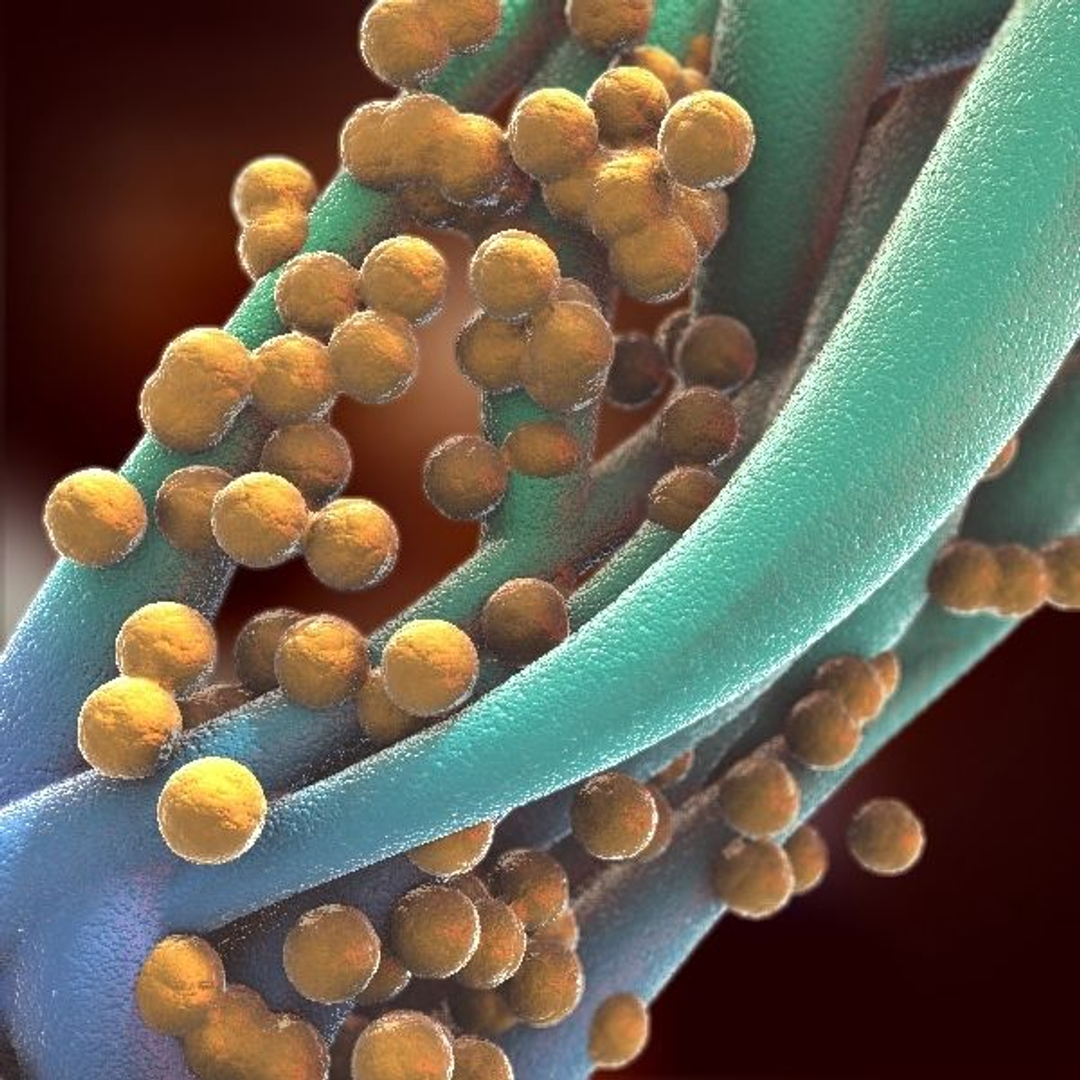 Staphylococcus Mrsa Bacteria 3d Max