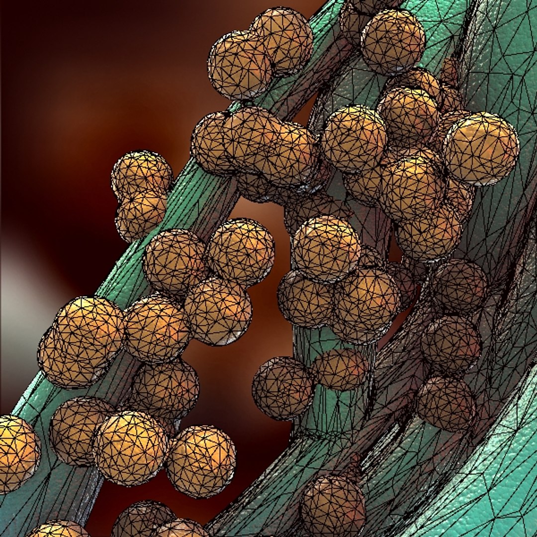 Staphylococcus Mrsa Bacteria 3d Max