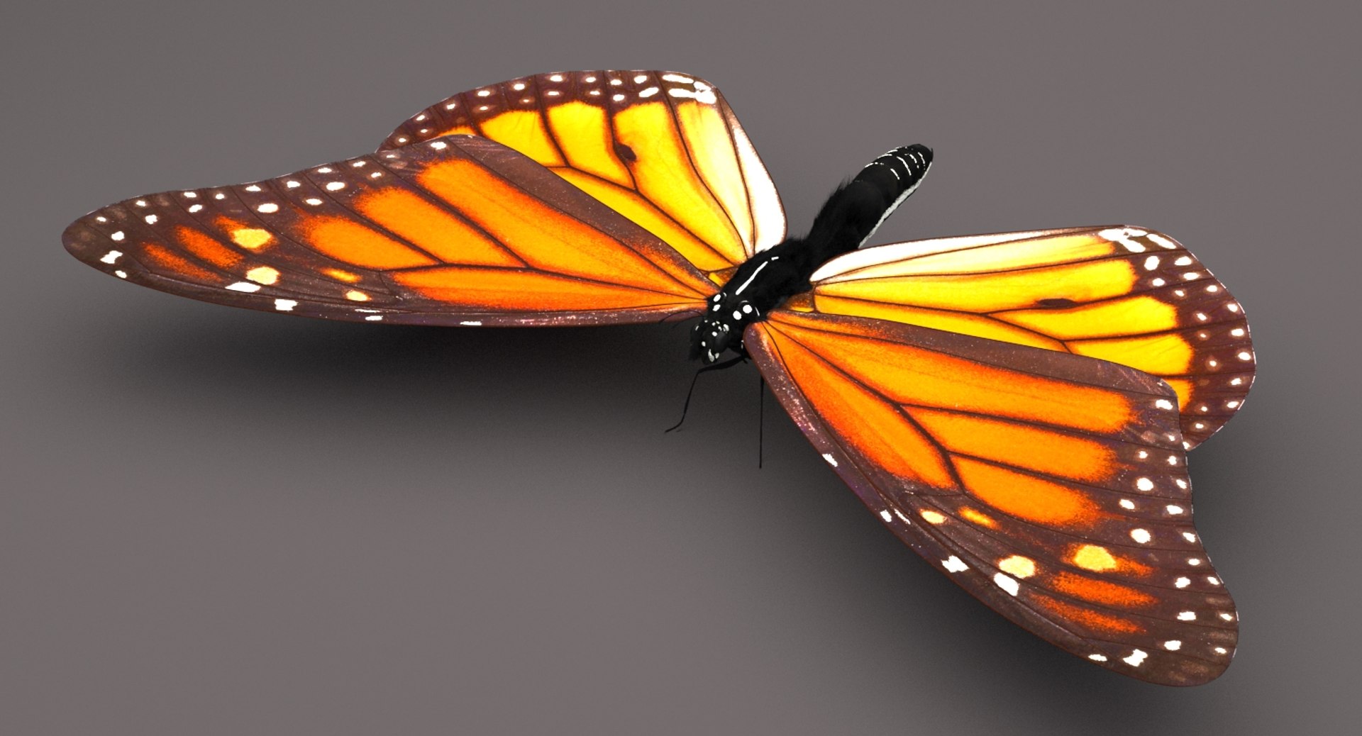 3D Butterfly Monarch Model - TurboSquid 1192801