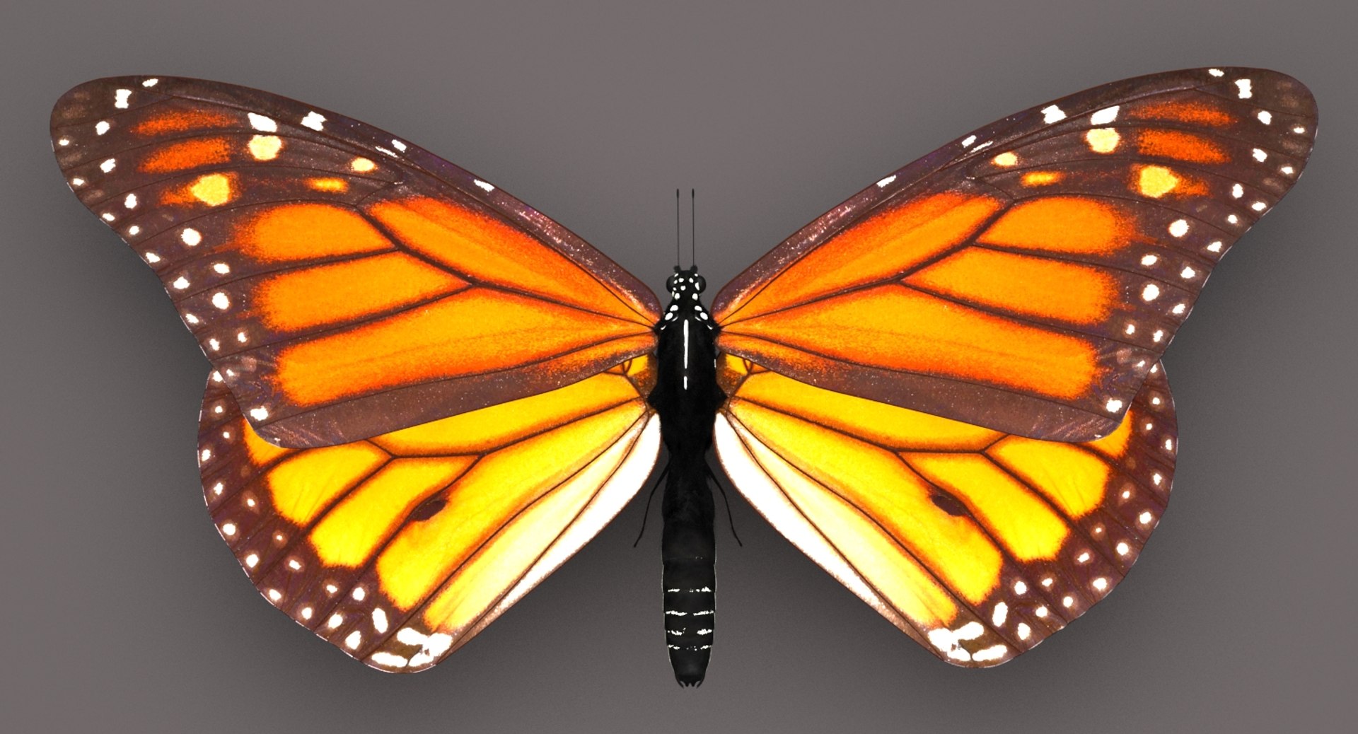 3D Butterfly Monarch Model - TurboSquid 1192801