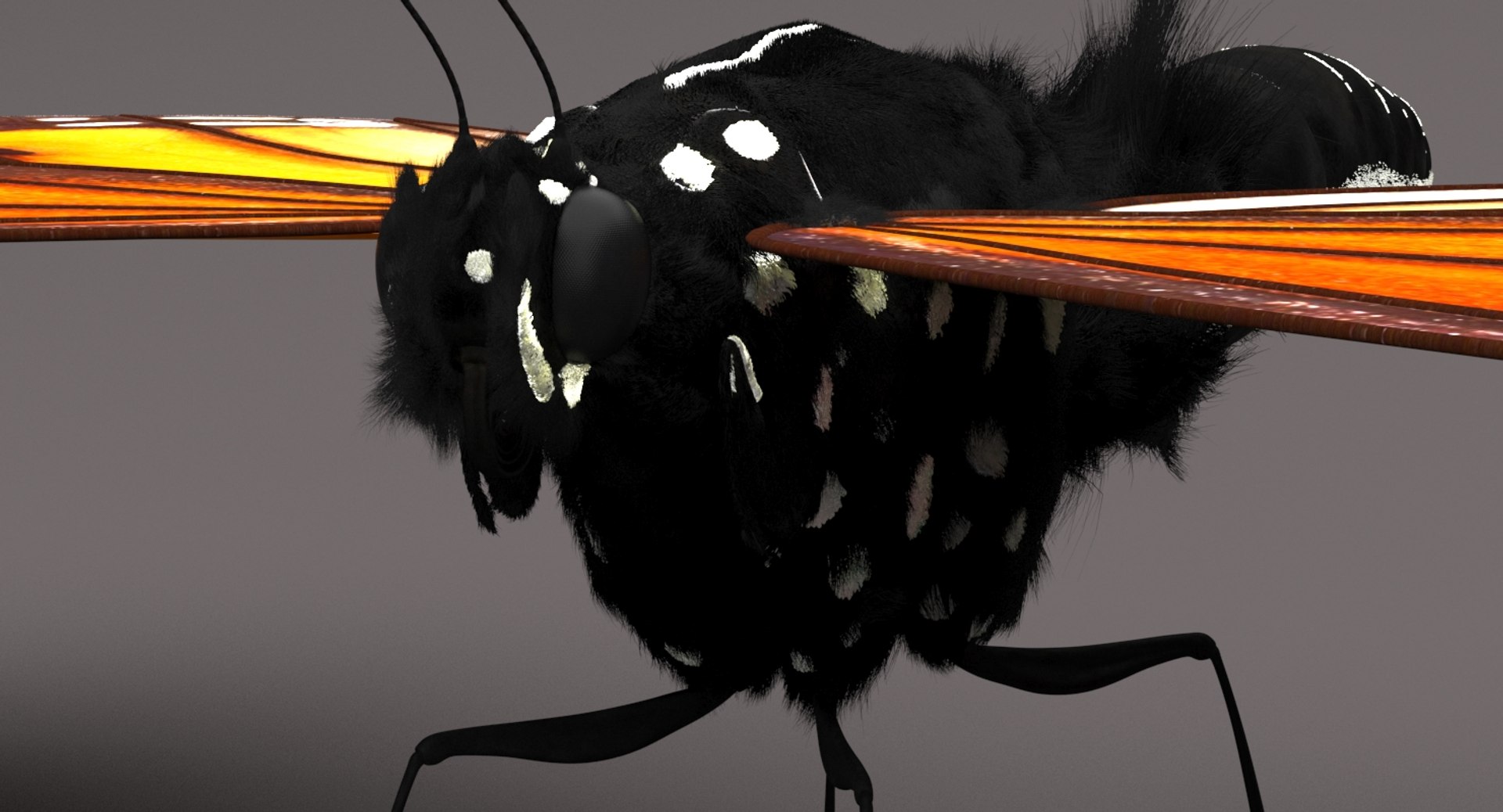 3D Butterfly Monarch Model - TurboSquid 1192801