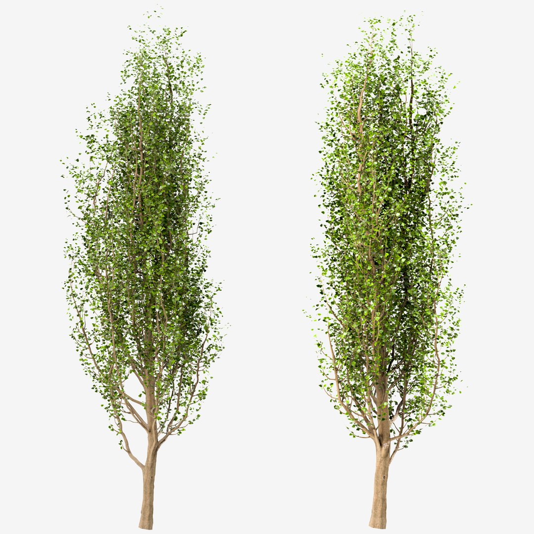3D Set of Black Poplar or Cottonwood Trees - 3 Trees model - TurboSquid ...