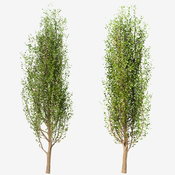3D Set of Black Poplar or Cottonwood Trees - 3 Trees model - TurboSquid ...