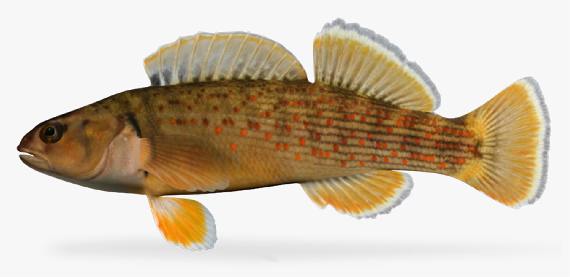 3dsmax Etheostoma Camurum Bluebreast Darter