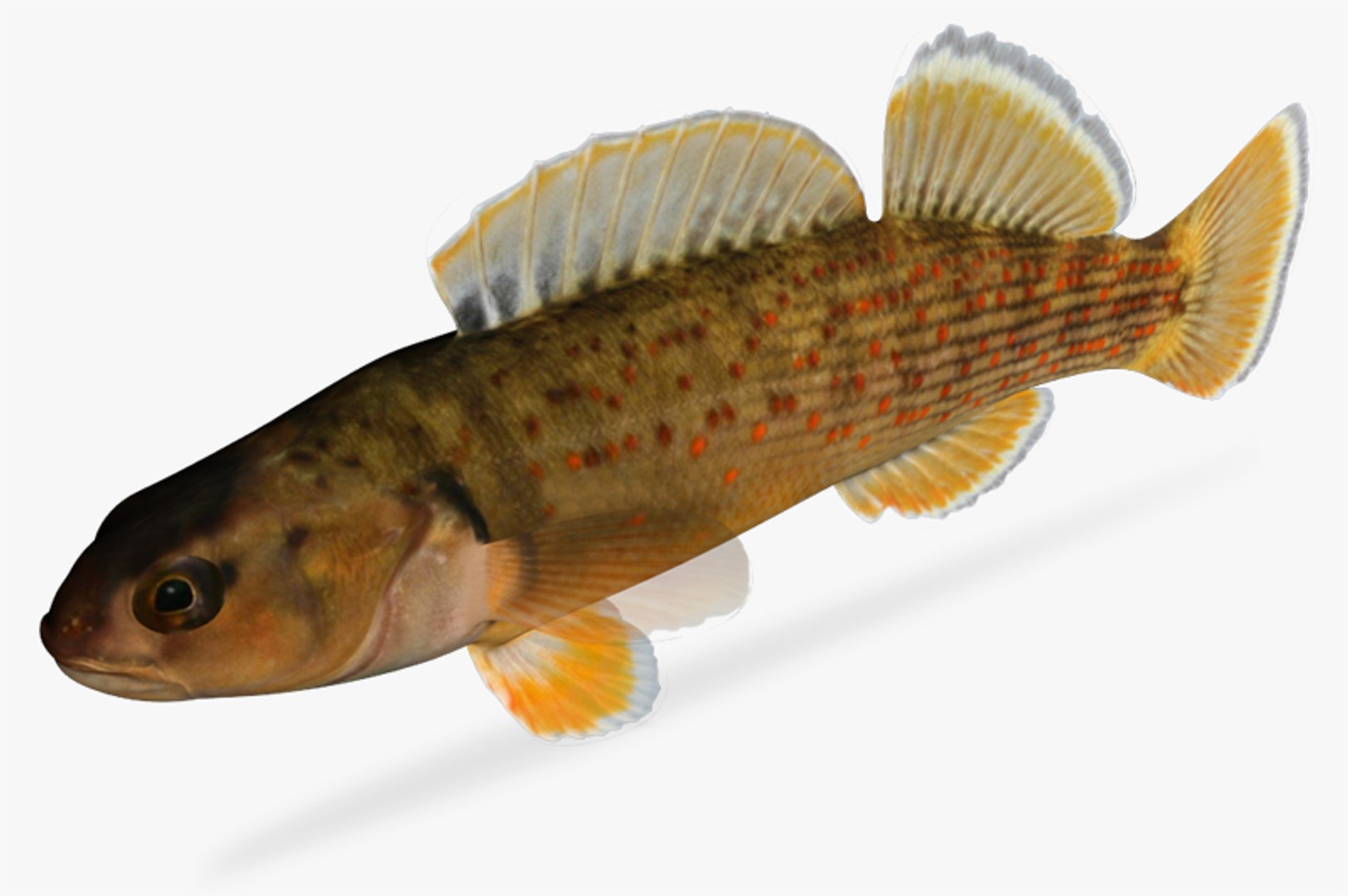 3dsmax Etheostoma Camurum Bluebreast Darter