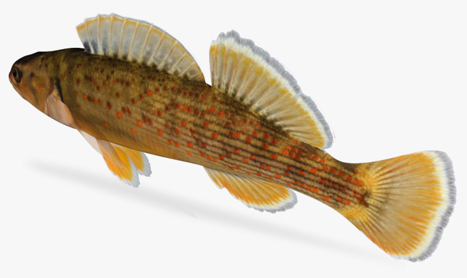 3dsmax Etheostoma Camurum Bluebreast Darter