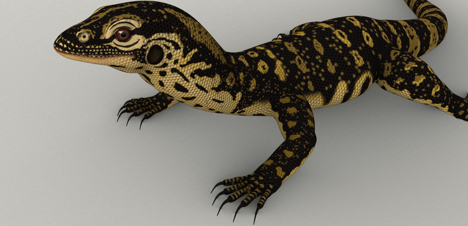 Puerto Rican Lizard Monitor