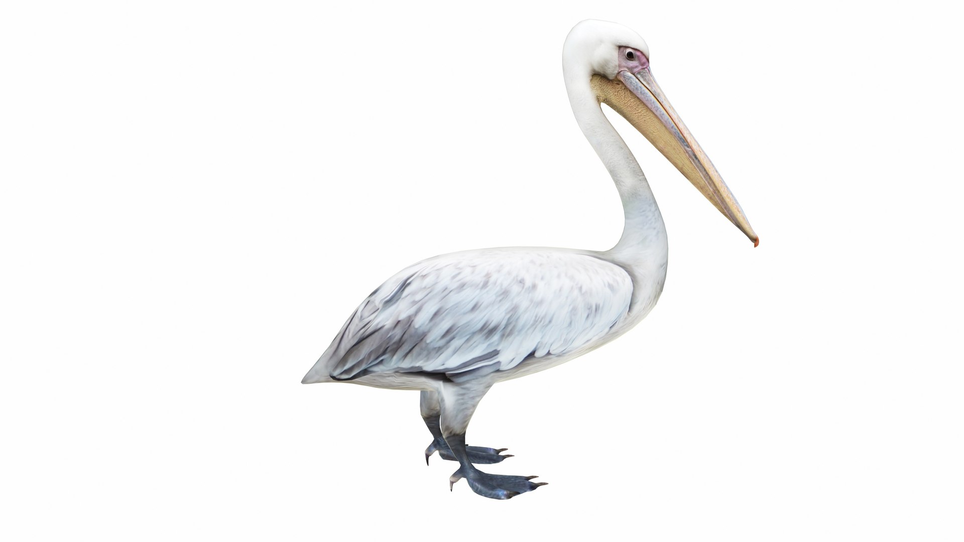 Pelican Model - TurboSquid 2338623