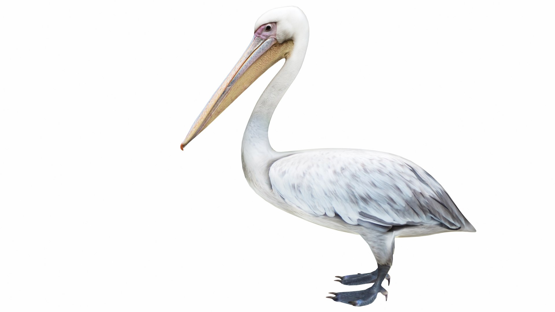 Pelican Model - TurboSquid 2338623