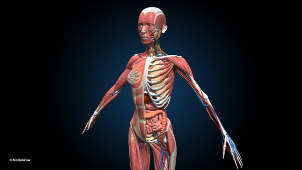 Ultimate Female Anatomy - Rigged Animated 3D - TurboSquid 1969445