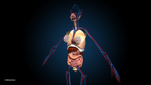 3D модель Ultimate Female Anatomy - Advanced Rig - TurboSquid 1969445