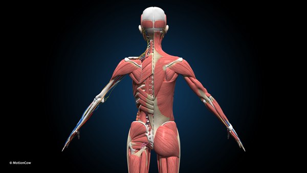 Ultimate Female Anatomy - Advanced Rig 3D 모델 - TurboSquid 1969445