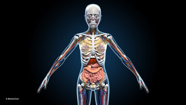 Ultimate Female Anatomy - Rigged Animated 3D - TurboSquid 1969445