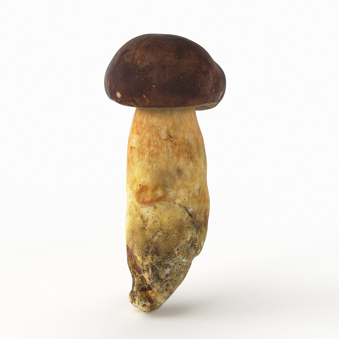 Boletus Badius 02 3D Model - TurboSquid 2308351