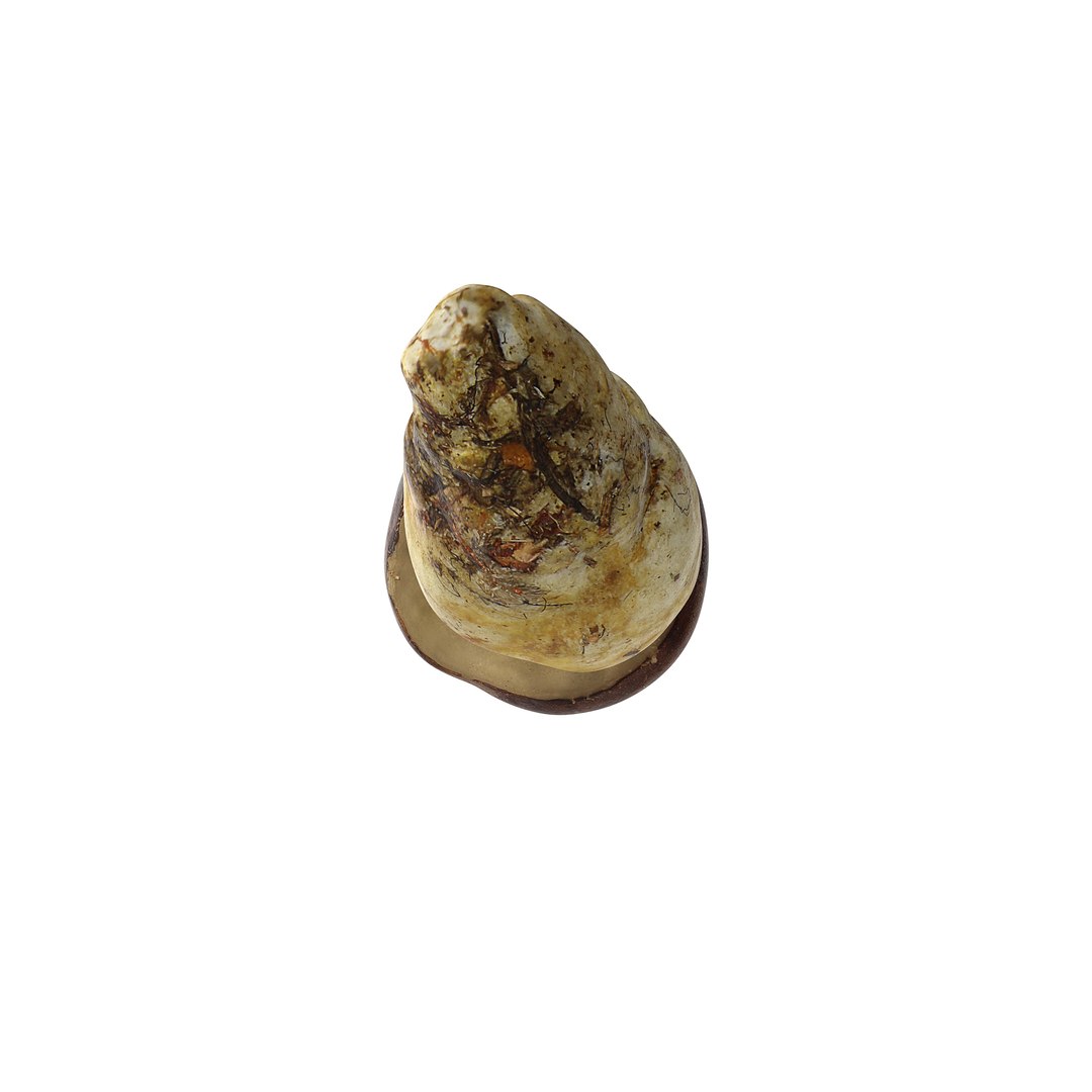 Boletus Badius 02 3D Model - TurboSquid 2308351