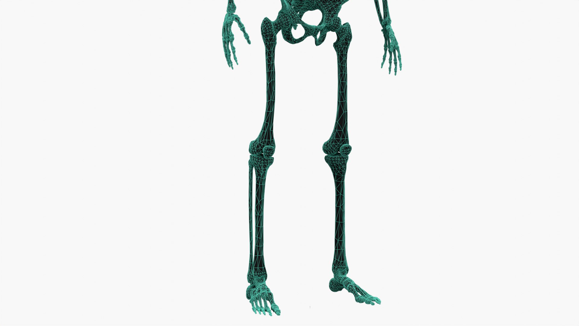 3D Skeleton RIGGED - TurboSquid 2329838