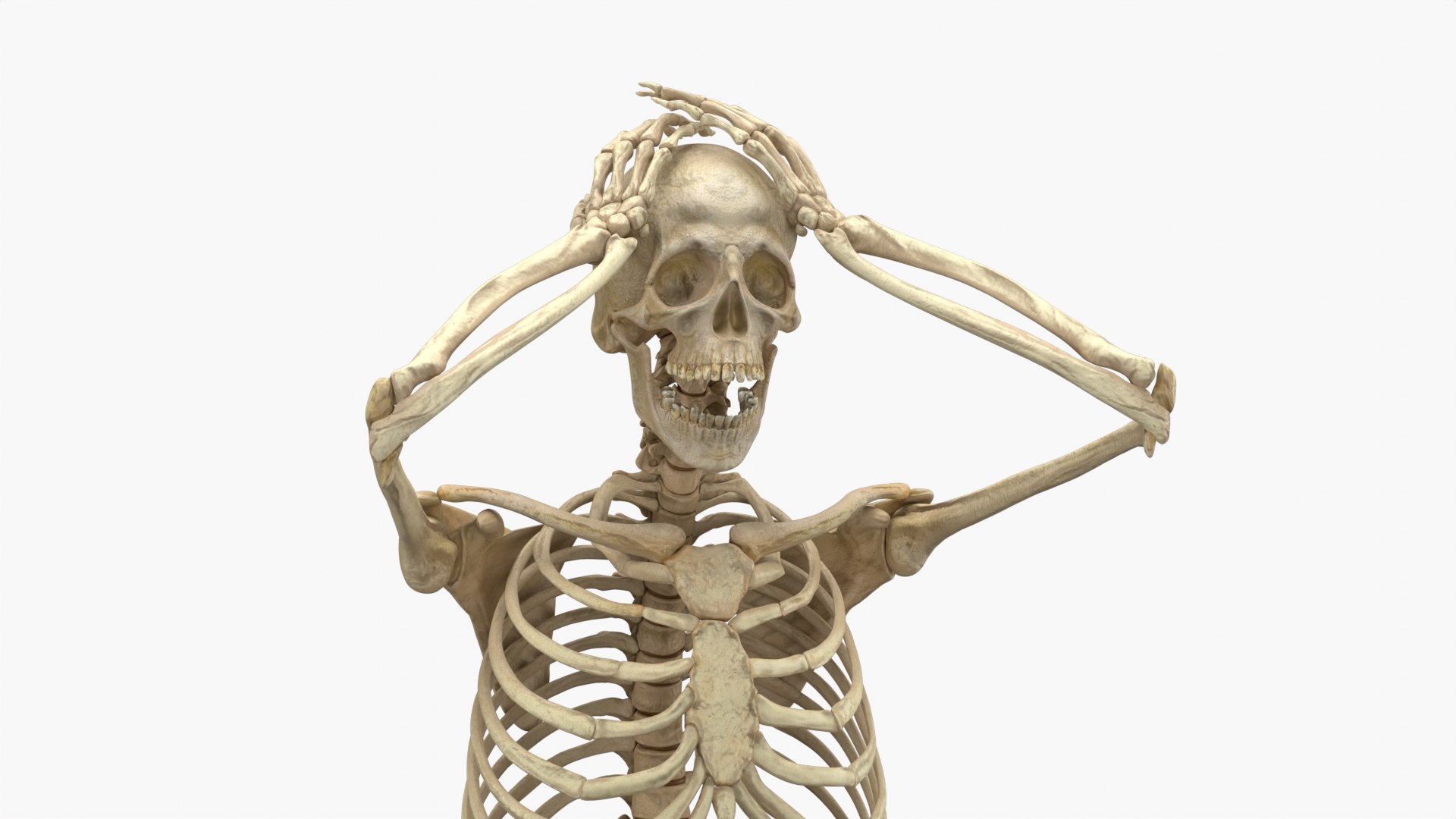 3D Skeleton RIGGED - TurboSquid 2329838